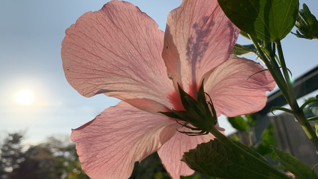 20200428 The Resurrection – Magic Moments